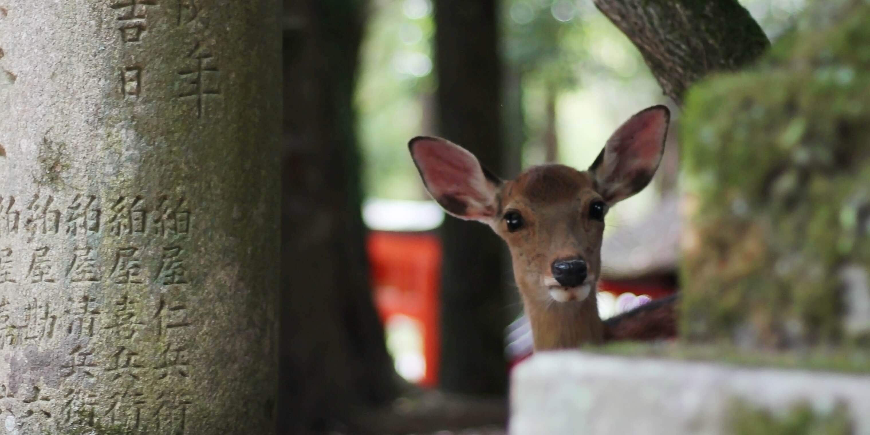 Explore Nara | A unique travel guide to Nara, Japan, by locals for your ...